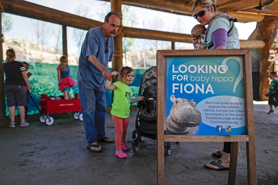Cincinnati Zoo's Fiona the hippo to make media debut | Fox News
