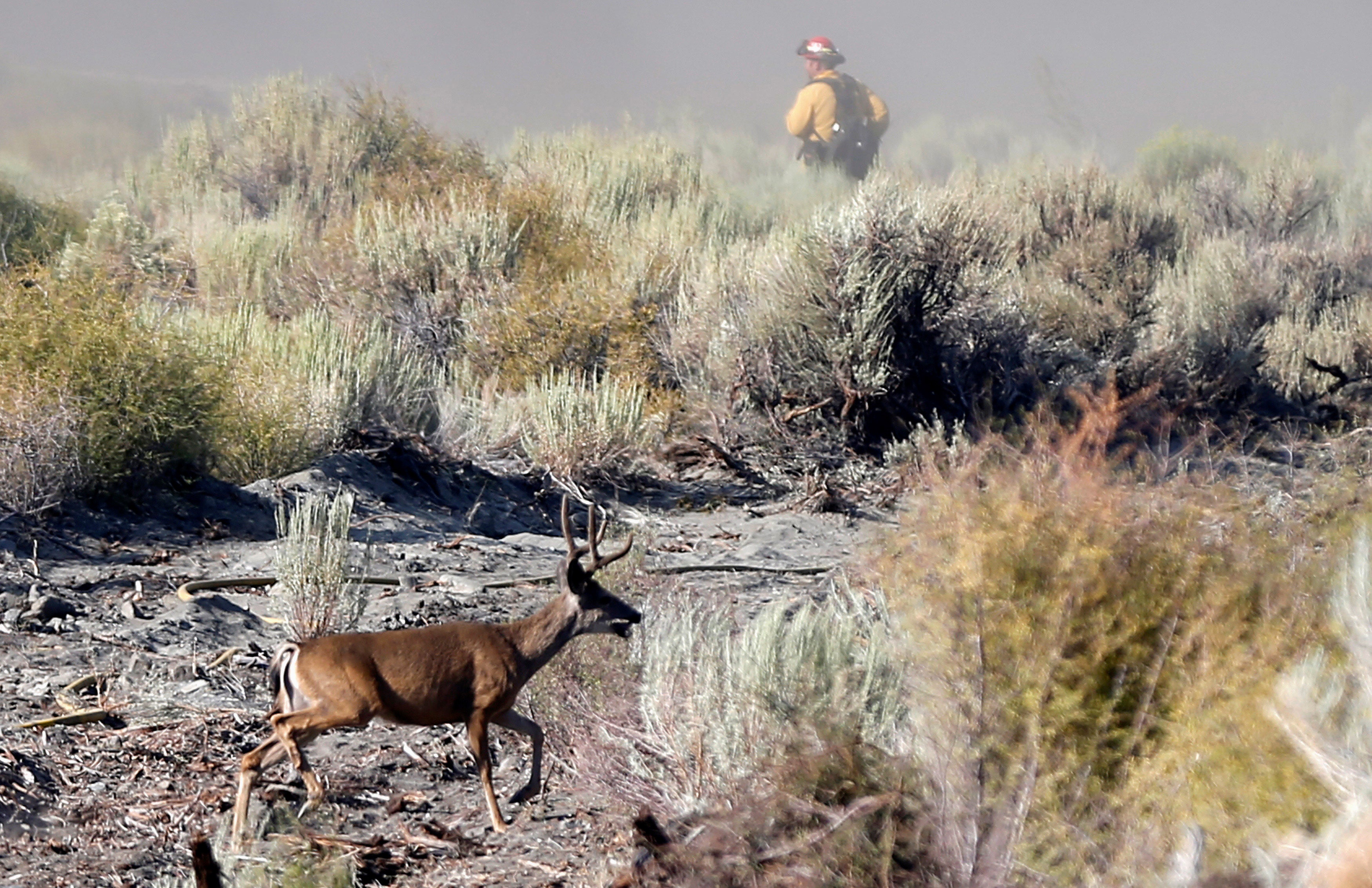 California wildfires: Experts weigh wildlife impact | Fox News