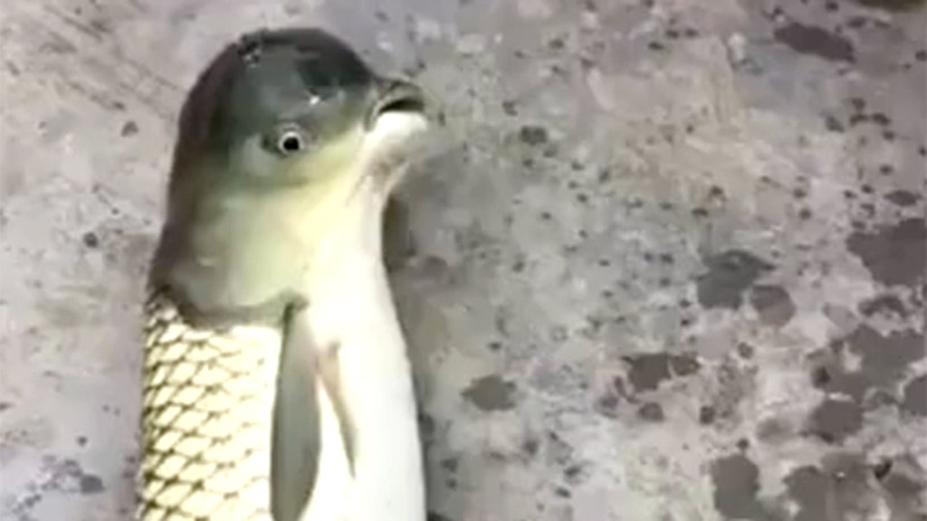 Strange 'bird fish' goes viral: What is this creature? | Fox News