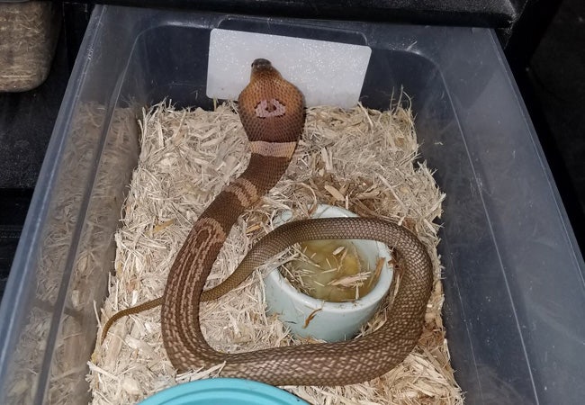 Escaped cobra turns up on Twitter | Fox News