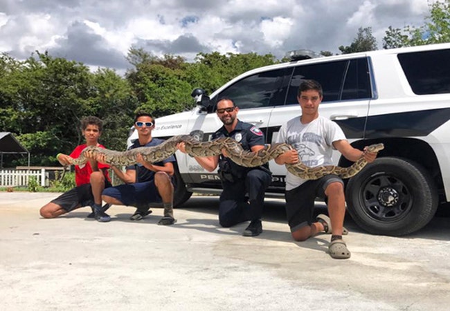 Florida teens capture 13-foot python escaping wildfires | Fox News