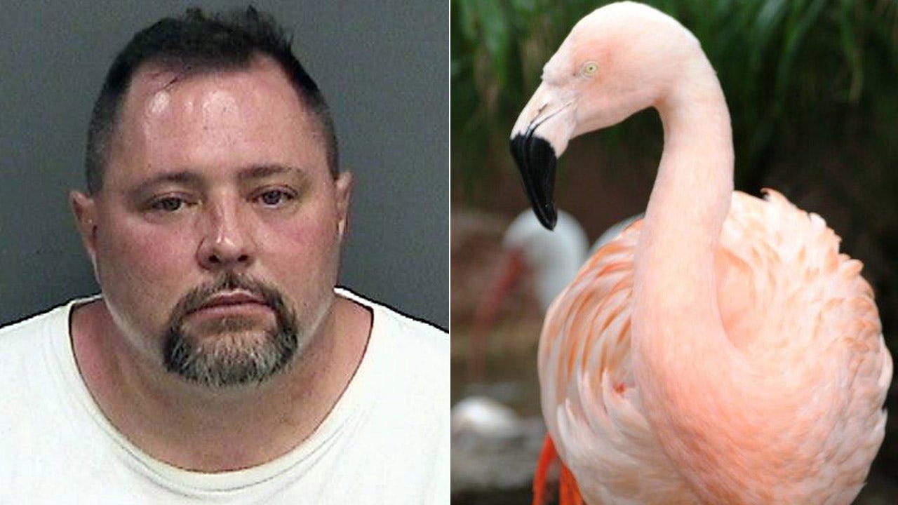 Man arrested after attack on Busch Gardens flamingo forces vets to ...
