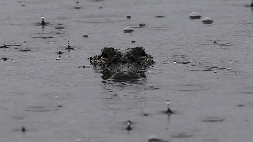 Strange orange alligator turns heads in South Carolina | Fox News