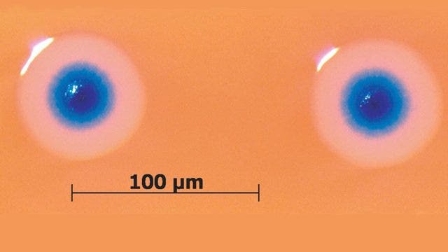 Scientists Create Synthetic Life in Lab | Fox News