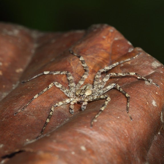 'Base jumping' spider soars from rainforest treetops | Fox News