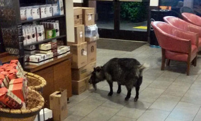 Goat breaks free, goes on Starbucks run in California | Fox News