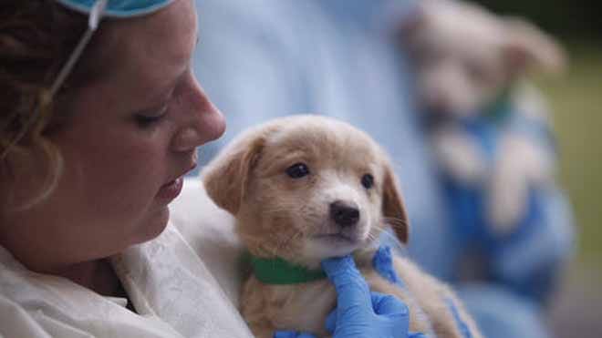 Couple faces hundreds of charges over 276 dogs found in home | Fox News