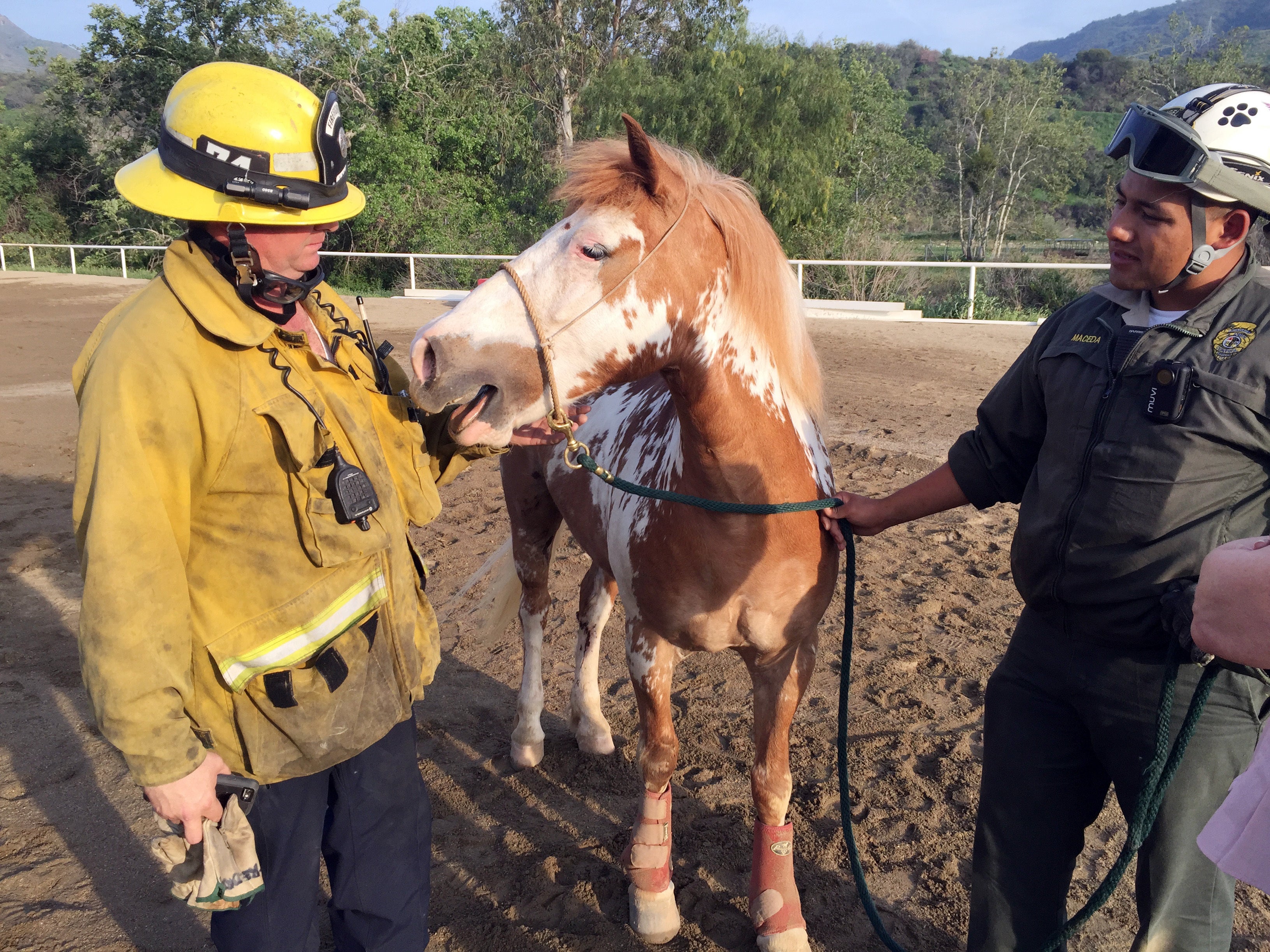 Firefighters rescue horse from ravine in Los Angeles | Fox News