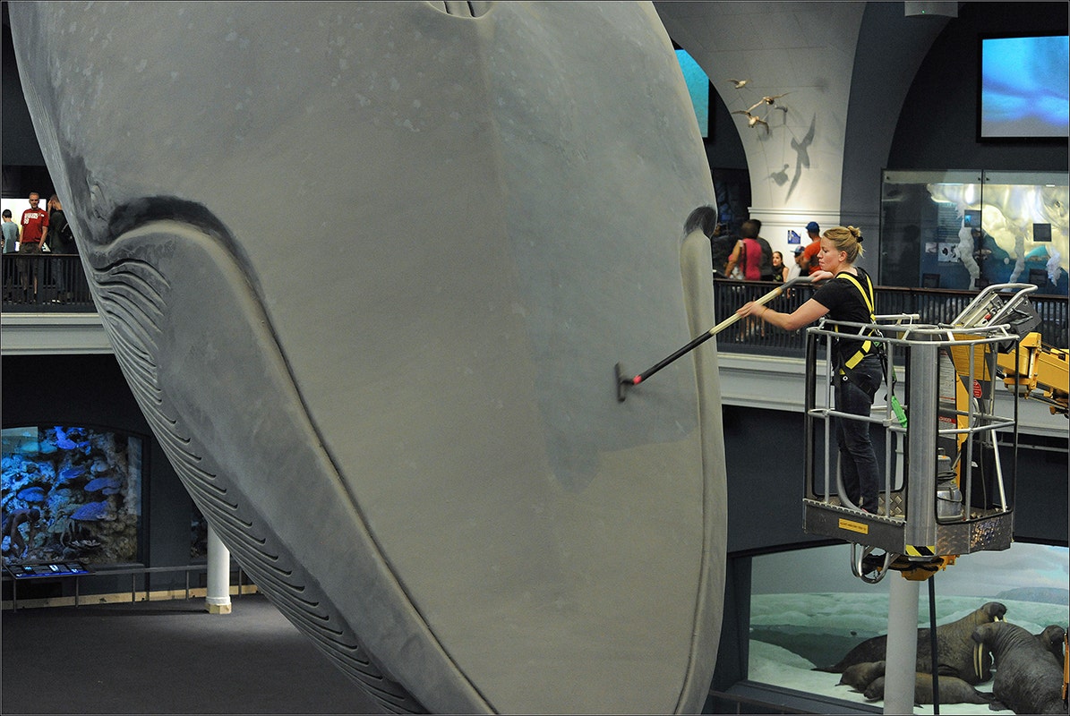 How a museum cleans a whale | Fox News