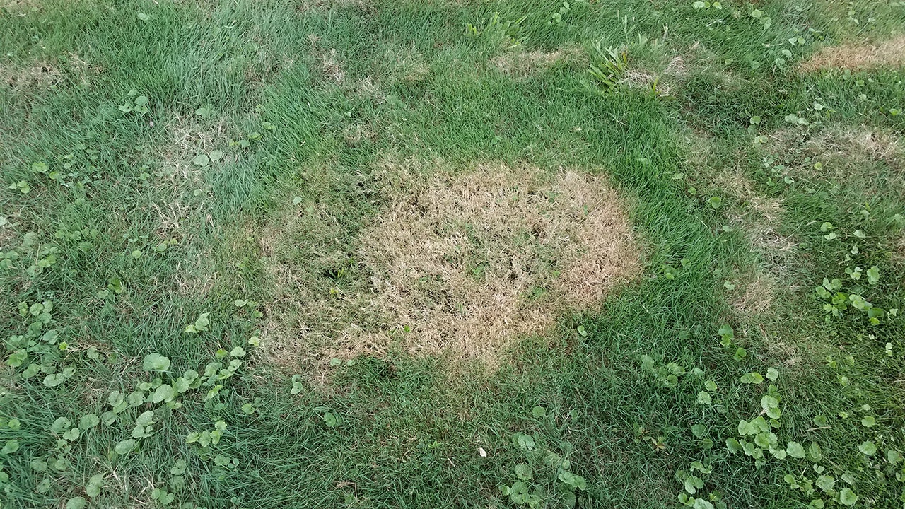 Why your lawn looks awful, and what you can do about it | Fox News
