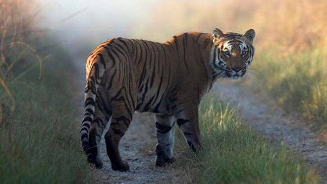 Tiger evades hunters, kills 10th person in India in 6 weeks | Fox News