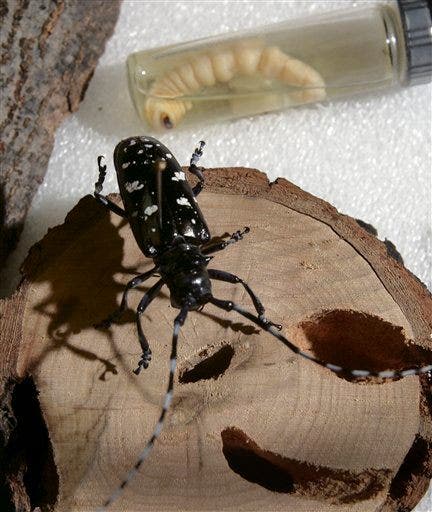 Foreign Insects and Diseases Slipped into US | Fox News