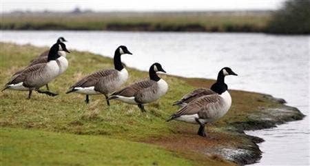 Invasive Species Lie In Wait, Strike After Decades | Fox News