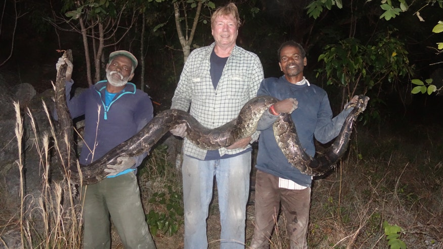 Florida enlists snake hunters from India in fight against invasive ...