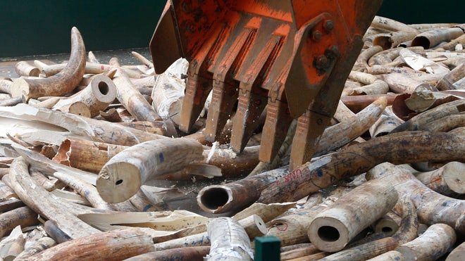 Obama administration to destroy 6-ton ivory stockpile | Fox News