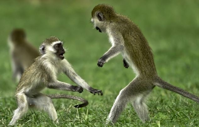 Monkey triggered nationwide blackout in Kenya, officials say | Fox News