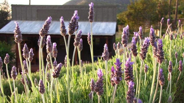 Cooking with Lavender | Fox News