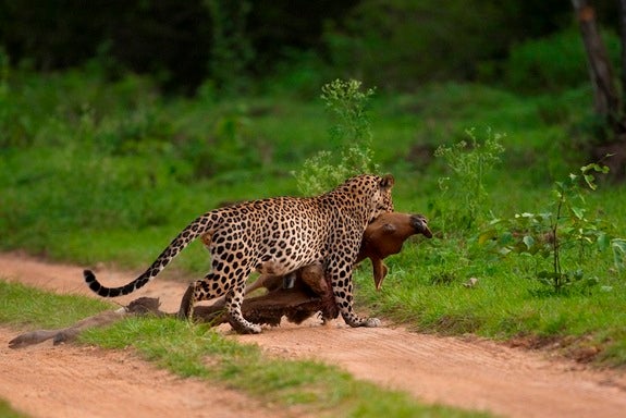 Dramatic hunting leopard caught on camera | Fox News