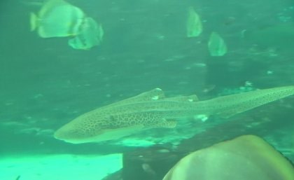 Shark's 'virgin birth' makes history, could save her species | Fox News