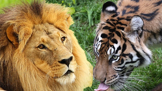 Zoo Keeper Breeds 'Liger' Cubs | Fox News