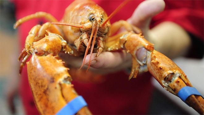 Colorful lobsters make rare catch for Fla. chef | Fox News