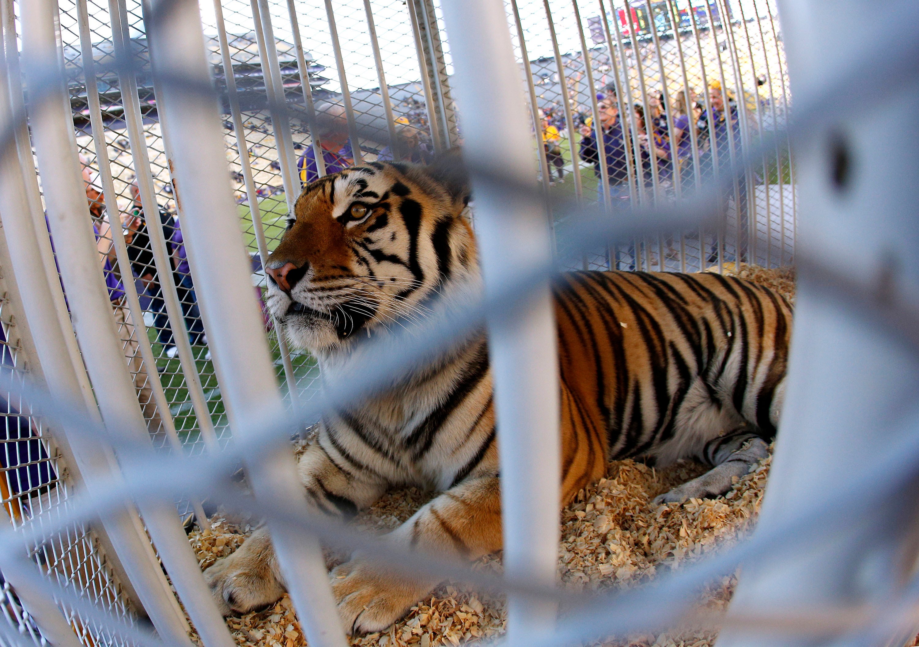 Big CAT scan: LSU mascot Mike the Tiger in cancer treatment | Fox News