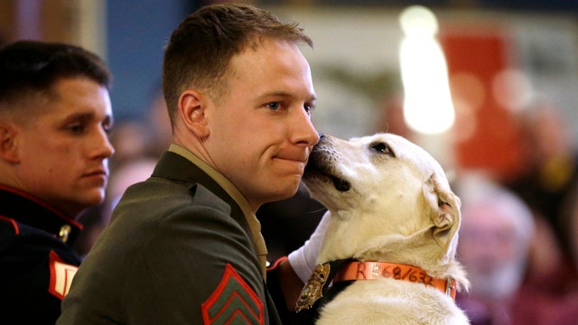 Marine reunited with dog he handled in Afghanistan in surprise ceremony ...