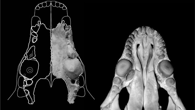 Paleontologists Find Ancient, Hammer-Toothed Marsupials | Fox News