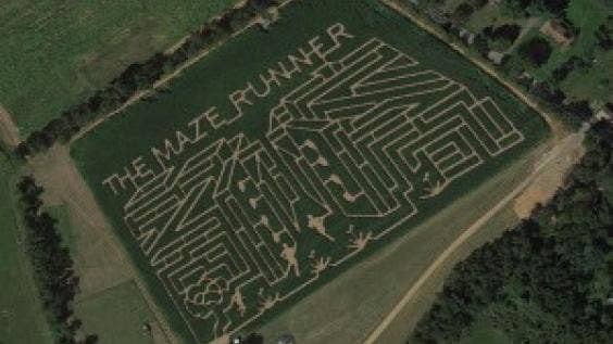 Visit the Maze Runner corn maze | Fox News