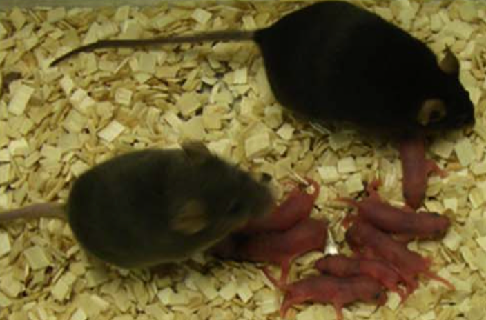 Live mice are bred from artificially developed egg | Fox News