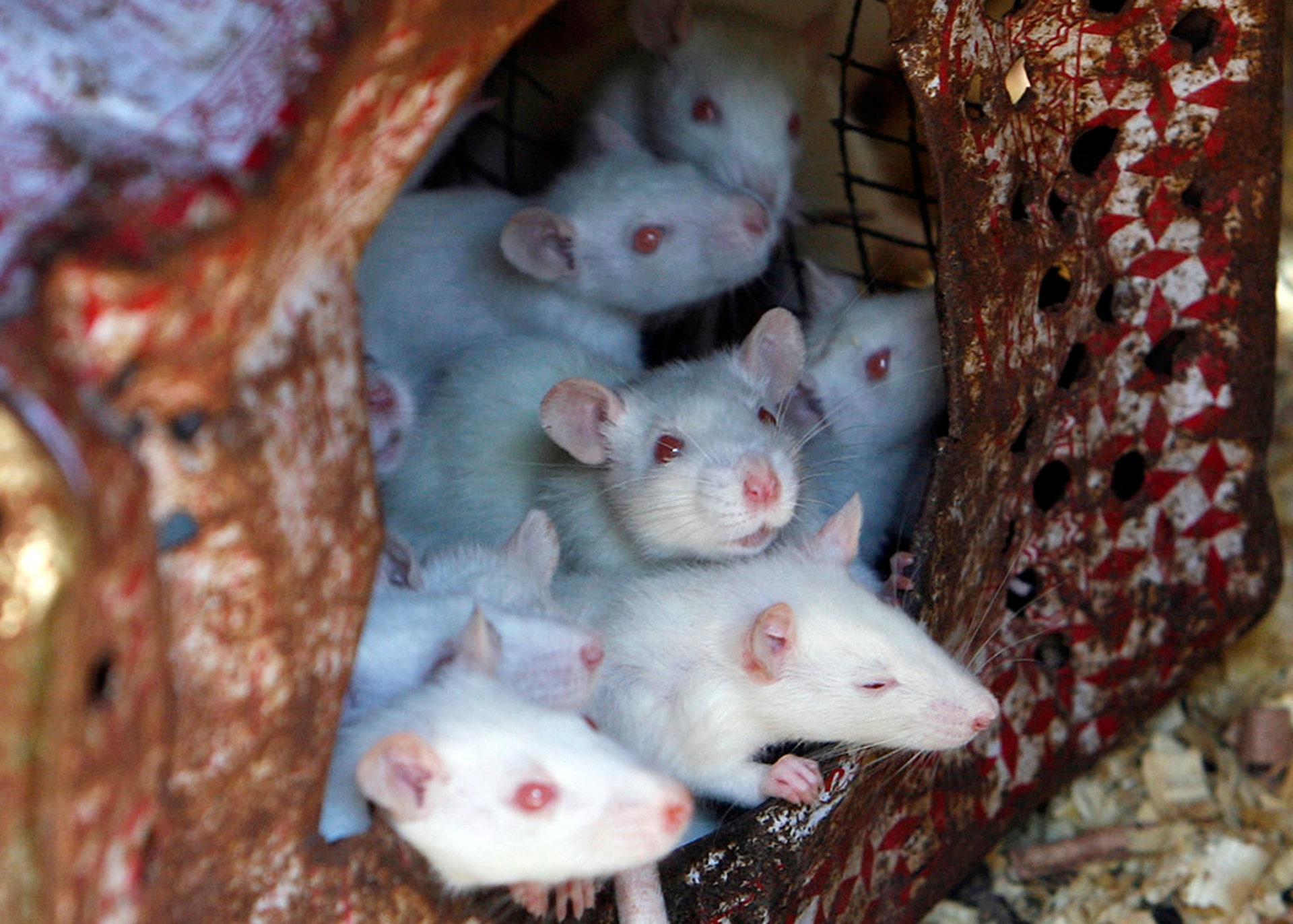 New York City mice carry life-threatening superbugs, viruses, study ...