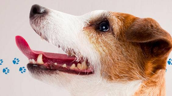 1 Million Steps for Happy, Healthy Dogs | Fox News