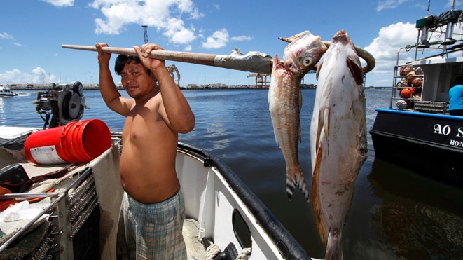 Huge molasses spill in Hawaii kills thousands of fish | Fox News