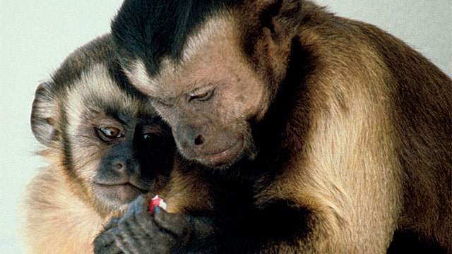 The First Advertising Campaign Made for Monkeys | Fox News