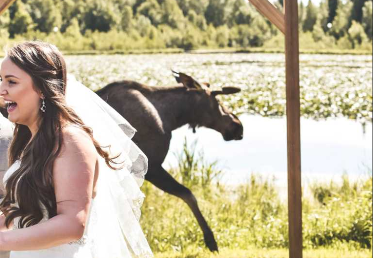 Moose crashes Alaska couple's wedding, 'obliviously' gallops through ...