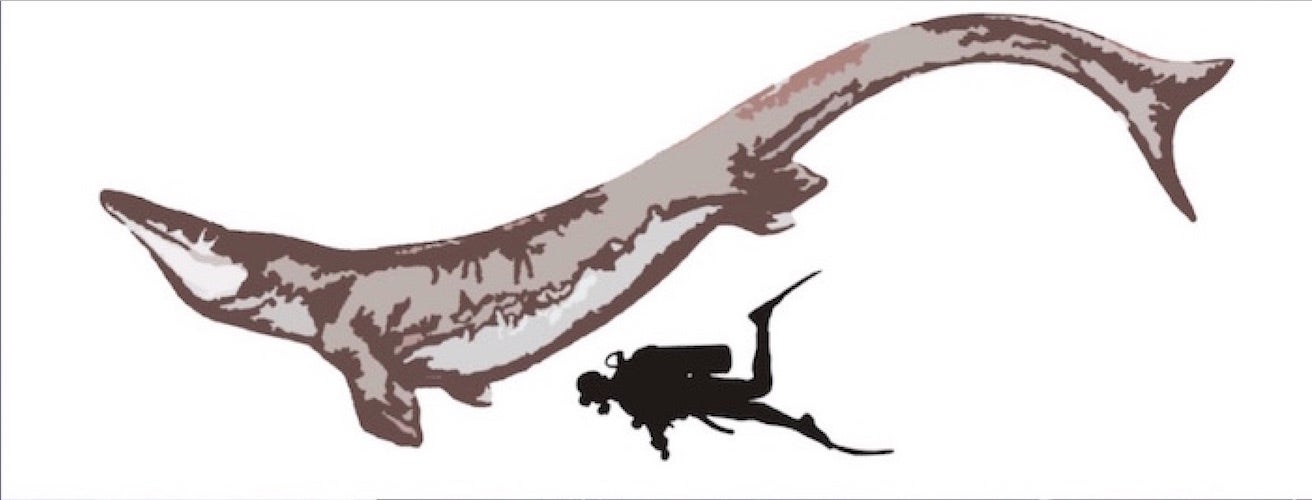 Newfound ancient 'sea monster' is largest yet from Antarctica | Fox News