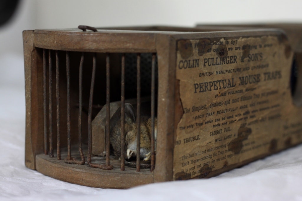 19th-century 'Perpetual Mouse Trap' lives up to its name | Fox News