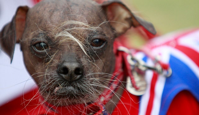 Lucky dog: Oregon man creates beer brew for canines | Fox News