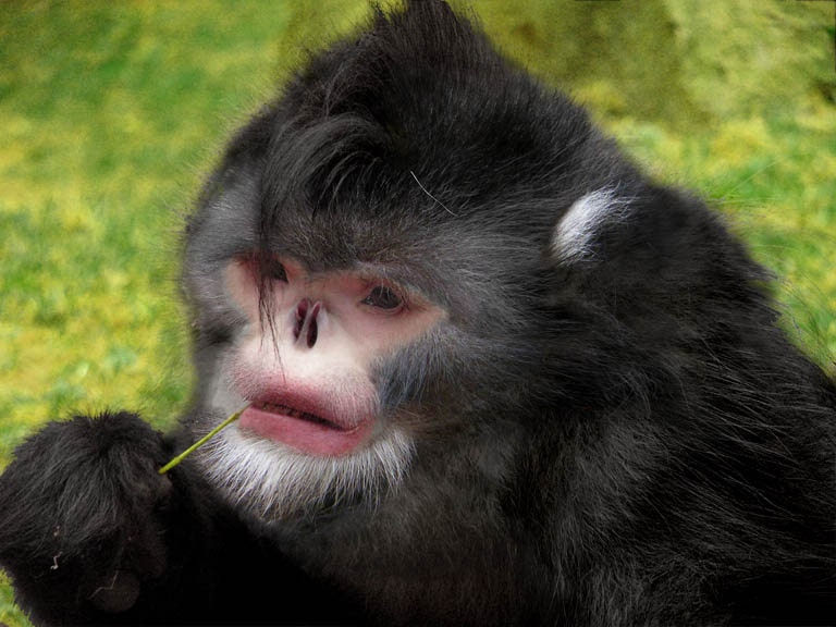 Rare snub-nosed monkey among new species discovered in Eastern ...