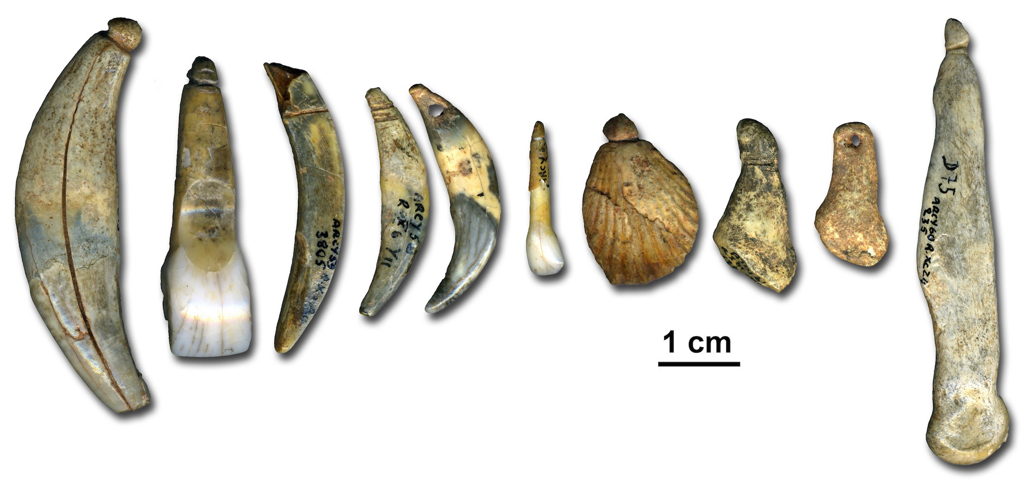 Neanderthals fashioned 'jewelry' out of animal teeth and shells | Fox News