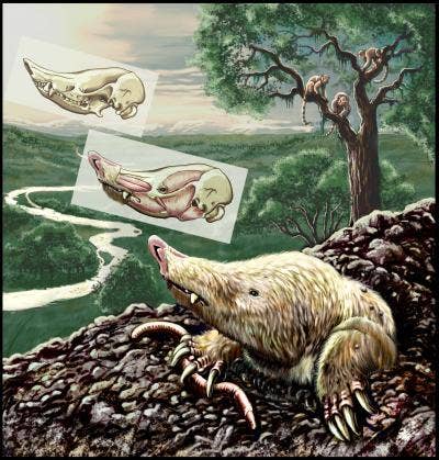 Mystery Molelike Mammal Survived Dino Extinction | Fox News