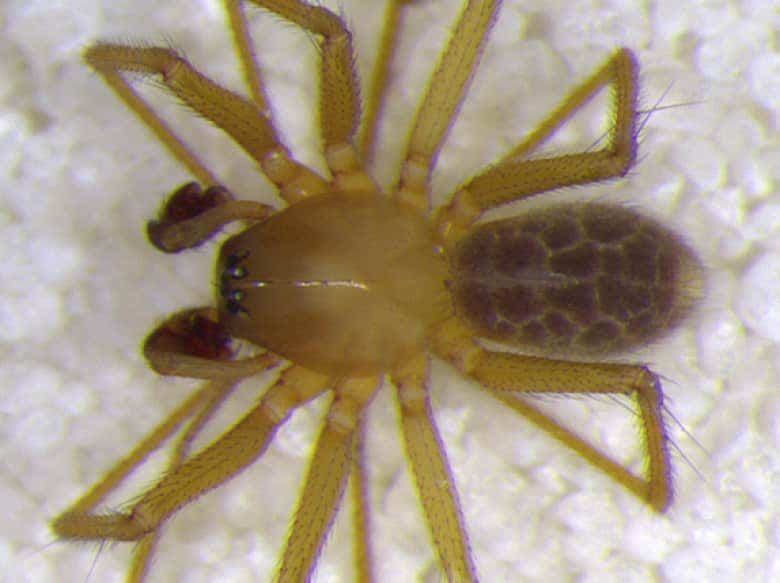 Indiana scientist discovers new 'translucent' spider inside cave | Fox News