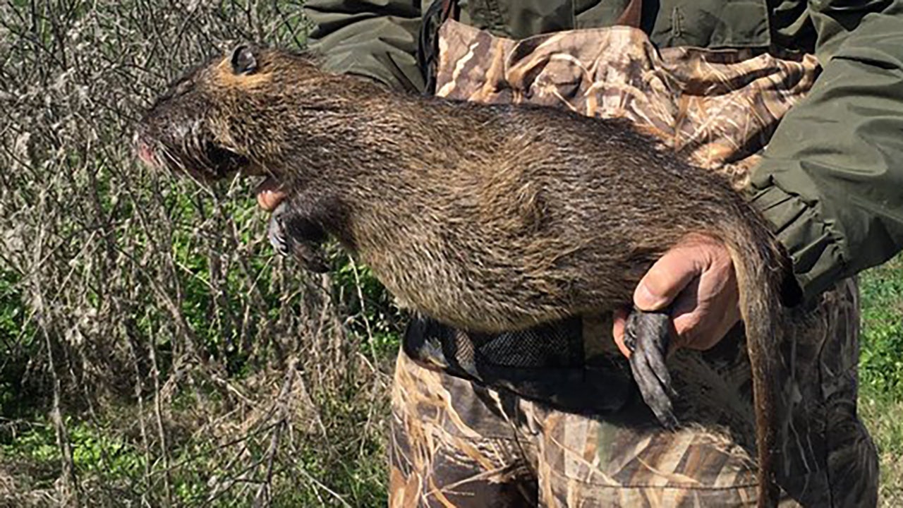 Invasive rodent threatens California wetlands and there's talk about ...