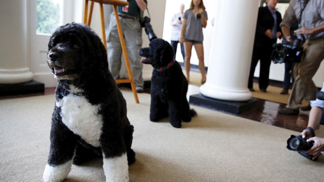Man arrested for alleged plot to kidnap Obamas' dog | Fox News