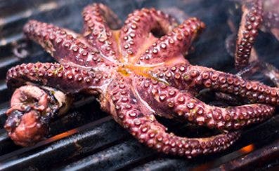 How to Cook an Octopus | Fox News