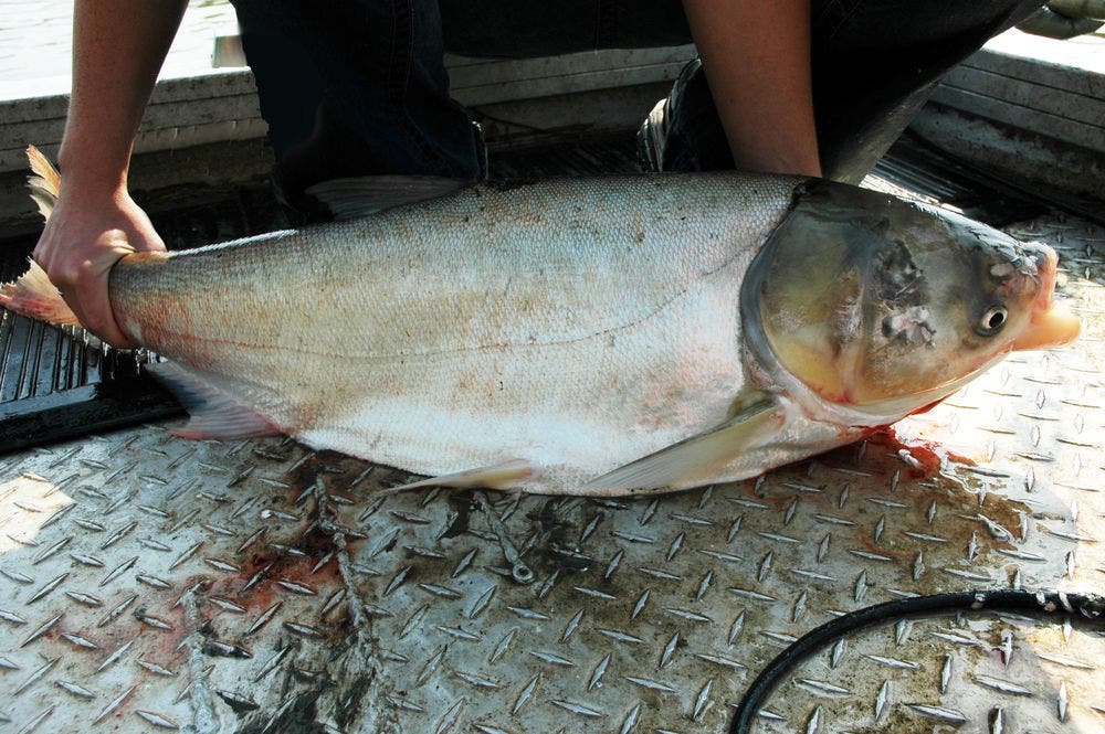 Stop Asian carp, earn $1 million | Fox News