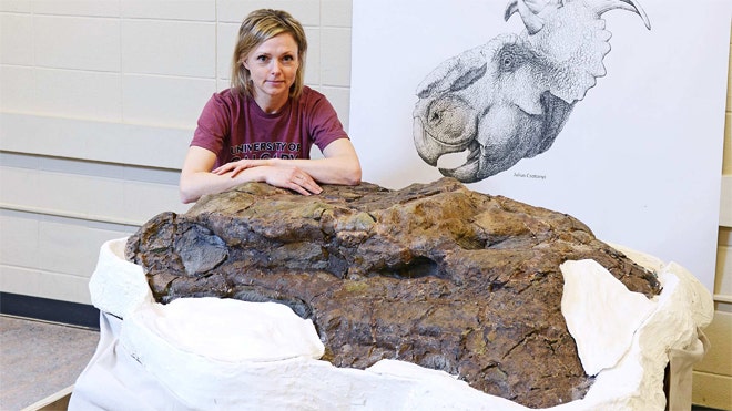 Massive dinosaur skull found in Canada | Fox News