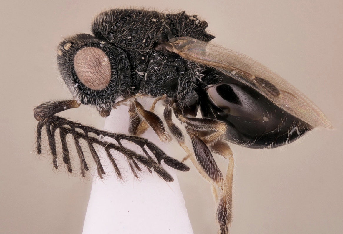 New 'slasher' wasp comes equipped with its own body saw | Fox News