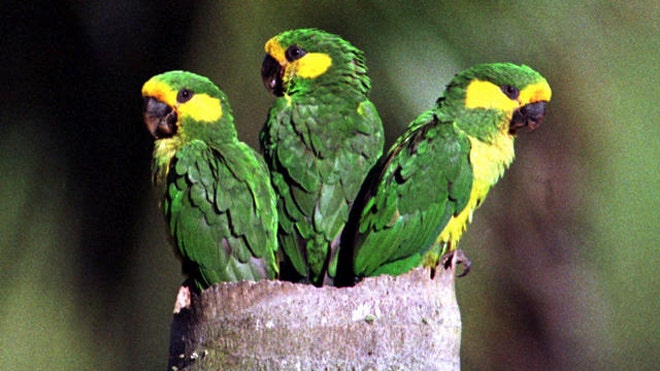 211 Parrots Rescued from Poachers in Paraguay | Fox News