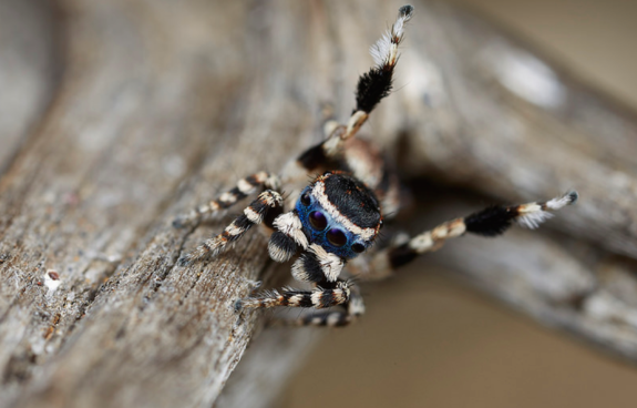 Dancing peacock spider is a Web sensation | Fox News